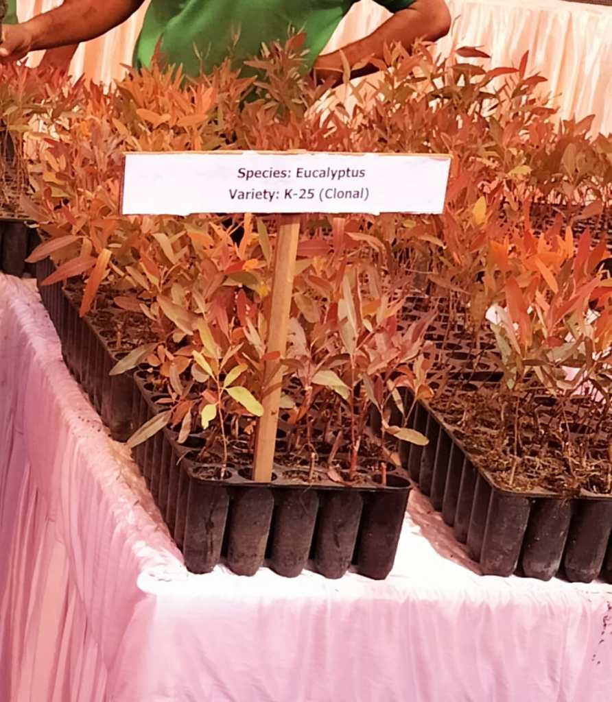 Clone Vs Hybrid Trees For Agroforestry: Which Is Best For Sustainable ...